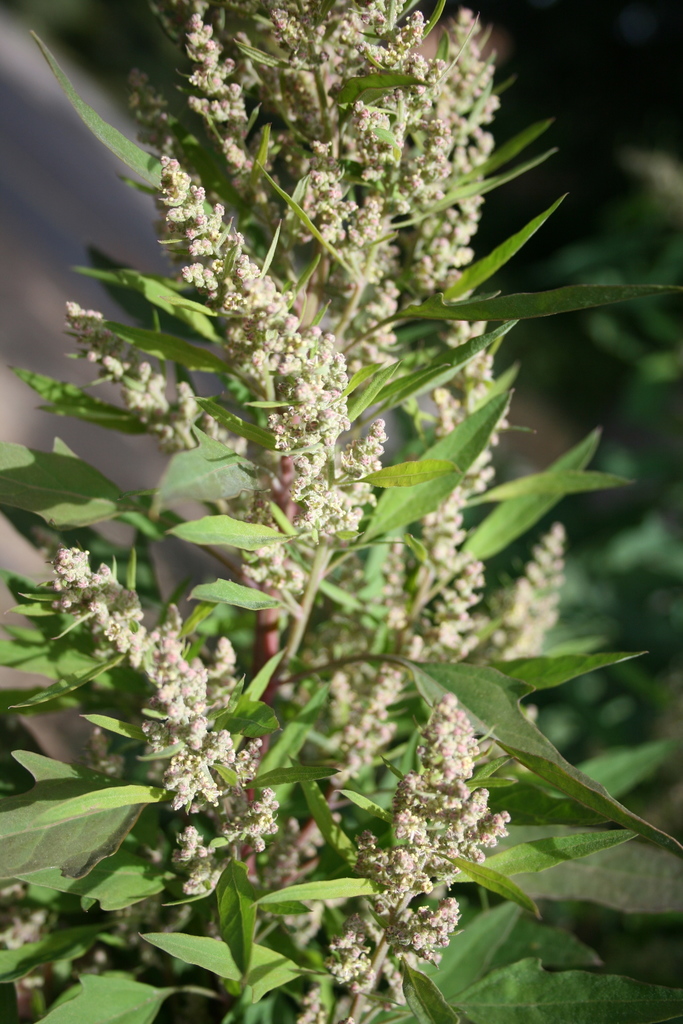 pitseed goosefoot (Chenopodium berlandieri) - Botanical Realm
