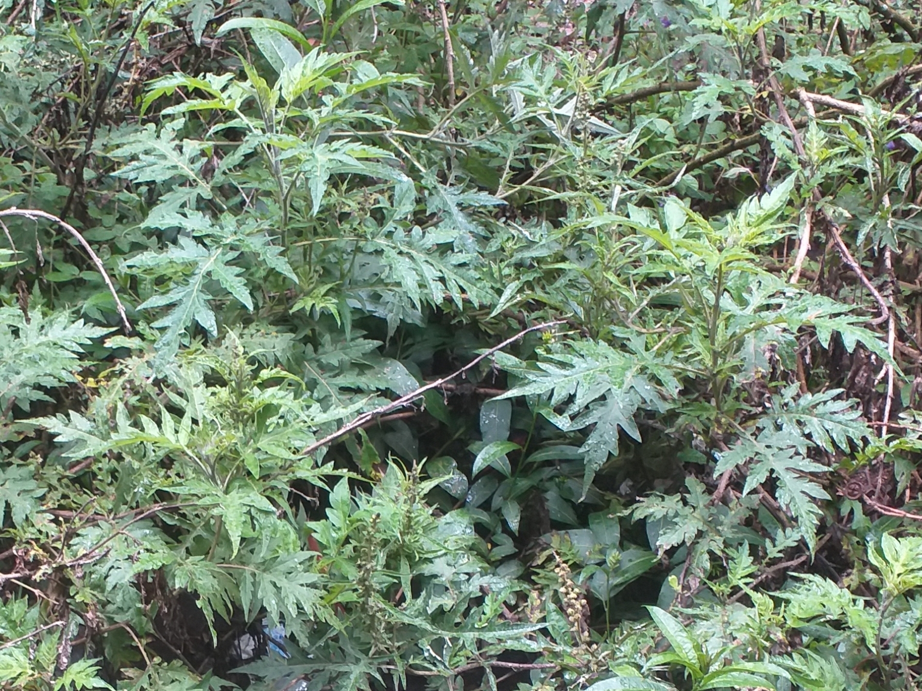 Ambrosia arborescens Mill.