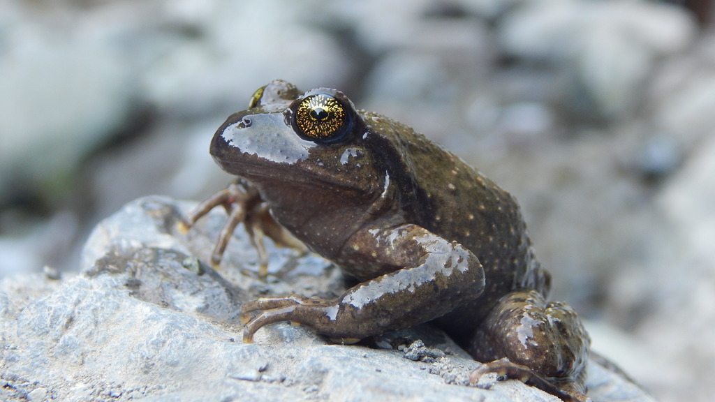 Black Spiny-chest Frog in April 2018 by Bruno Bertin · iNaturalist