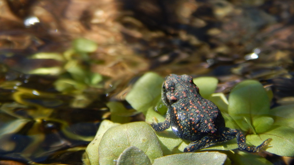 Warty Toad from Las Condes, Región Metropolitana, Chile on December 8 ...