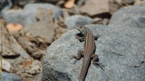 Dusky Smooth-throated Lizard (Liolaemus fuscus) - Snakes and Lizards