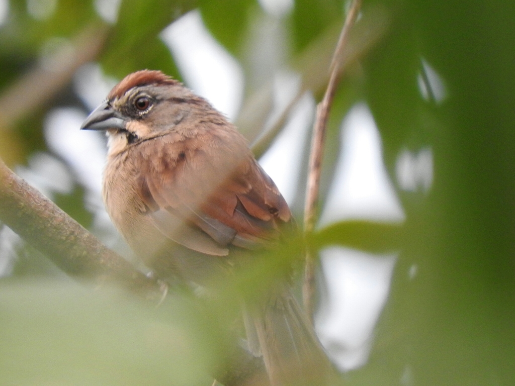 Rusty Sparrow from Unnamed Road, Oaxaca, México on November 3, 2017 at ...
