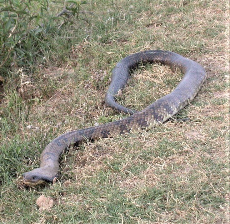 False Water Cobra from Colonia Carlos Pellegrini, Corrientes, Argentina ...