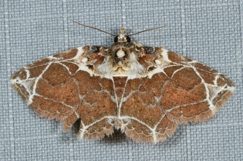 Zurobata decorata · iNaturalist