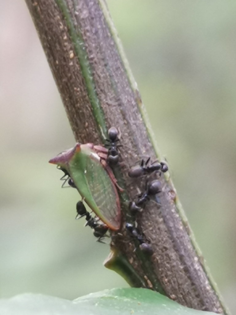 Green Treehopper from Millgrove VIC 3799, Australia on April 5, 2021 at ...