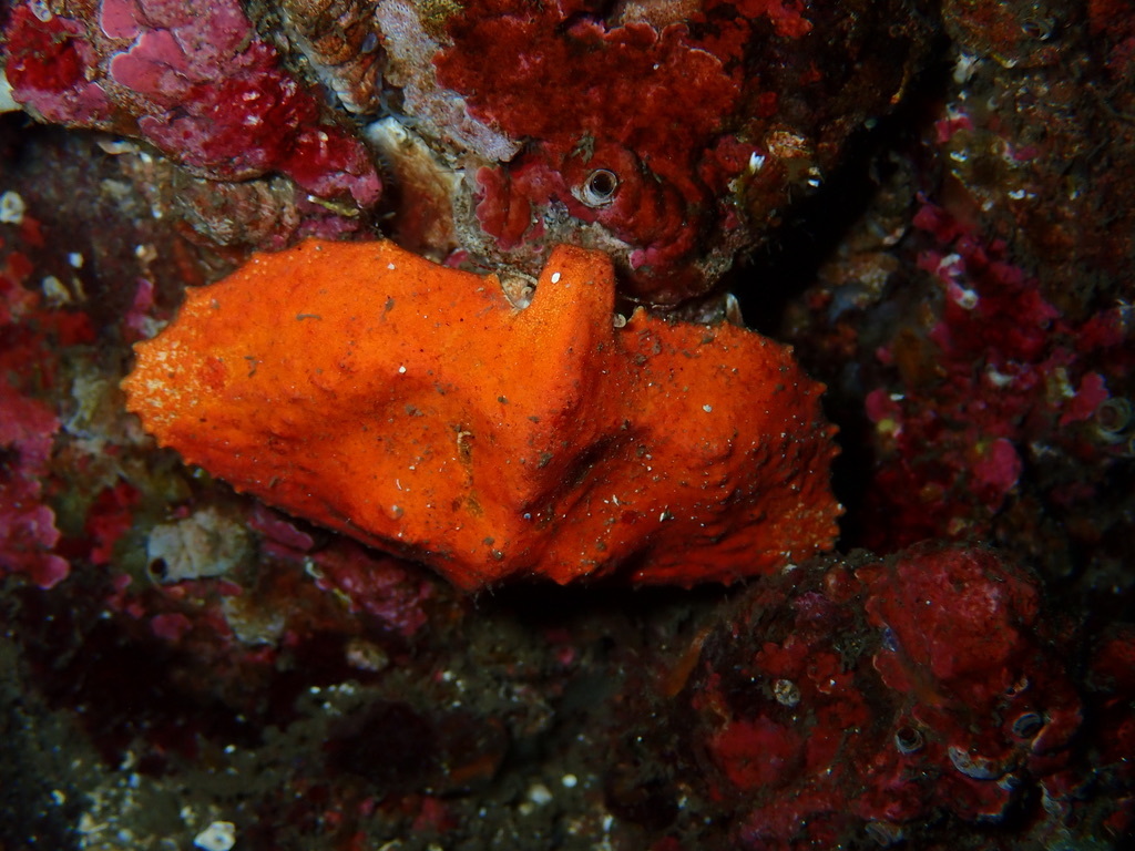 Cryptolithodes typicus Brandt, 1848