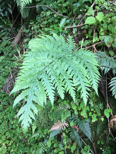 Gaudichaud's Halberd Fern (Tectaria gaudichaudii) · iNaturalist United ...