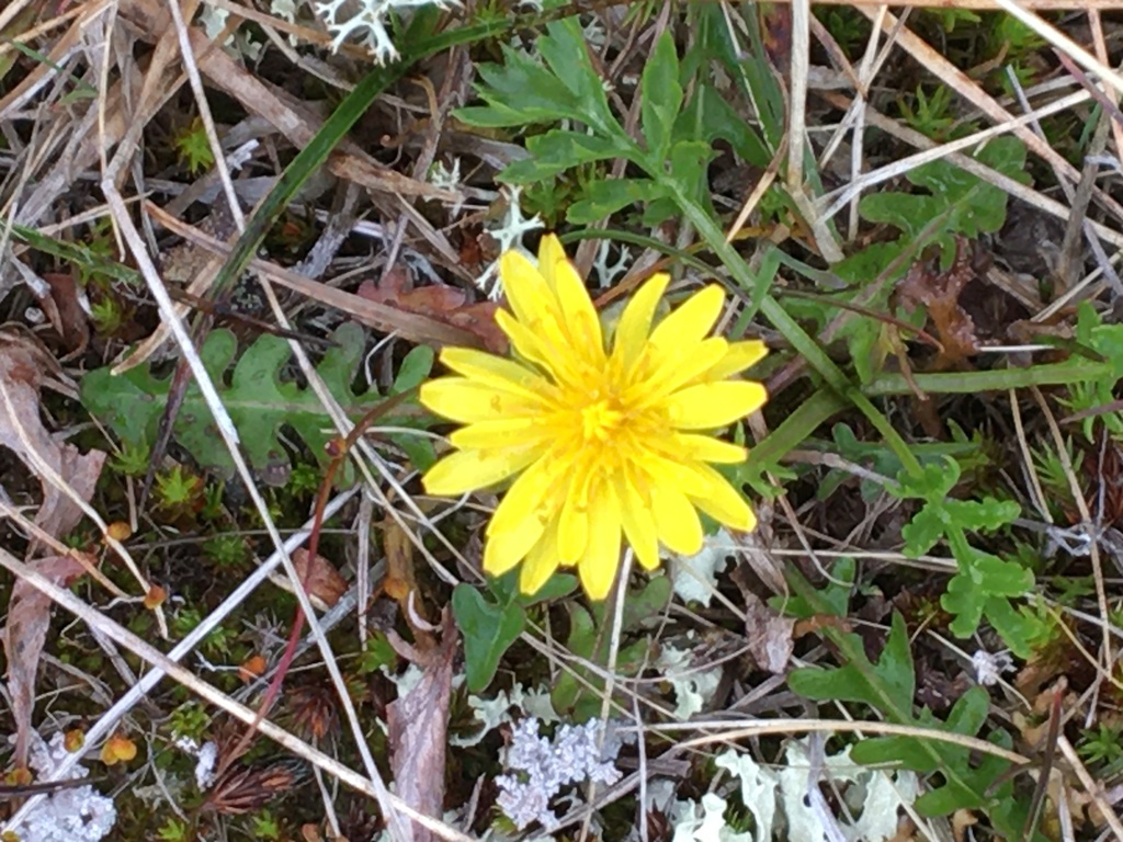Alaska Dandelion from Keno City, YT Y0B, Canada on July 18, 2020 at 03: ...