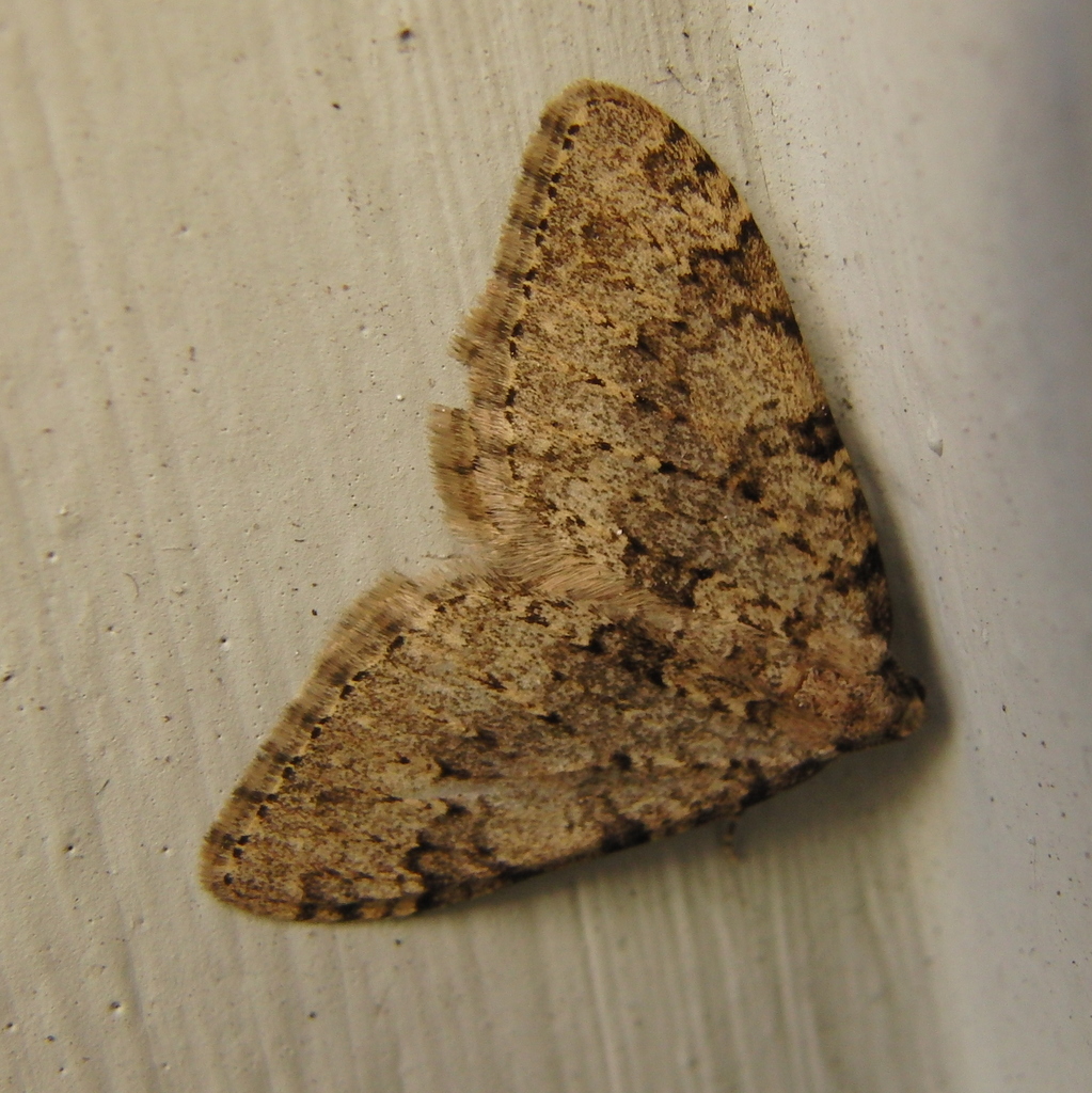 Nebula ibericata (Moths of Antequera (Málaga/ Andalusia/ Spain ...