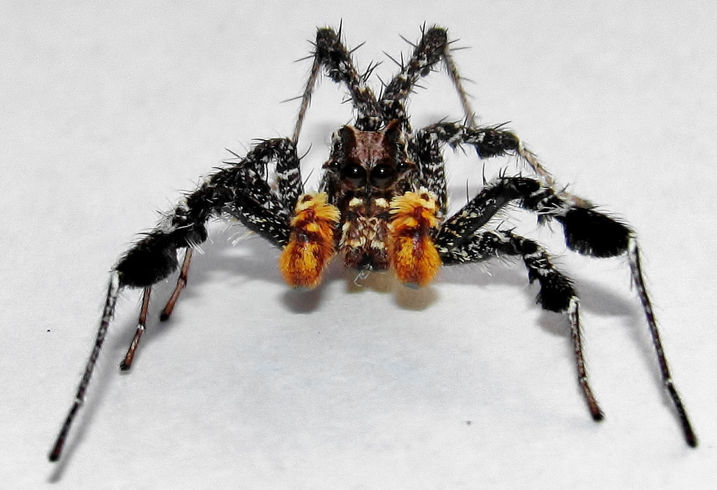 Portia schultzi (Spiders of Madagascar) · iNaturalist