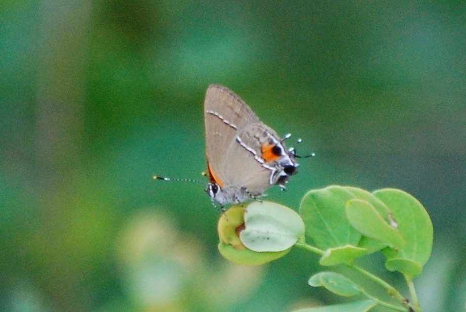 Angerona Hairstreak (Butterflies of Montserrat) · iNaturalist