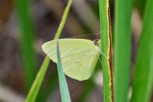 Caribbean Cloudless Sulphur (Subspecies Phoebis sennae sennae ...