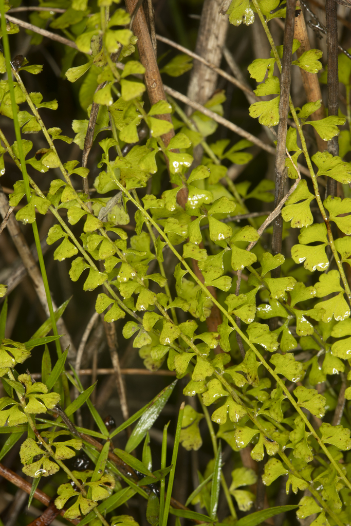 Lindsaea incisa in April 2021 by quinkin · iNaturalist