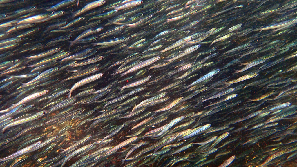 Australian Anchovy (Fishes of Port Phillip Bay, Victoria) · iNaturalist