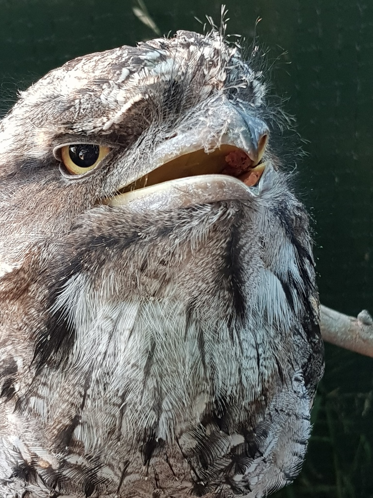 Tawny Frogmouth from Narre Warren North VIC, Australia on December 26 ...
