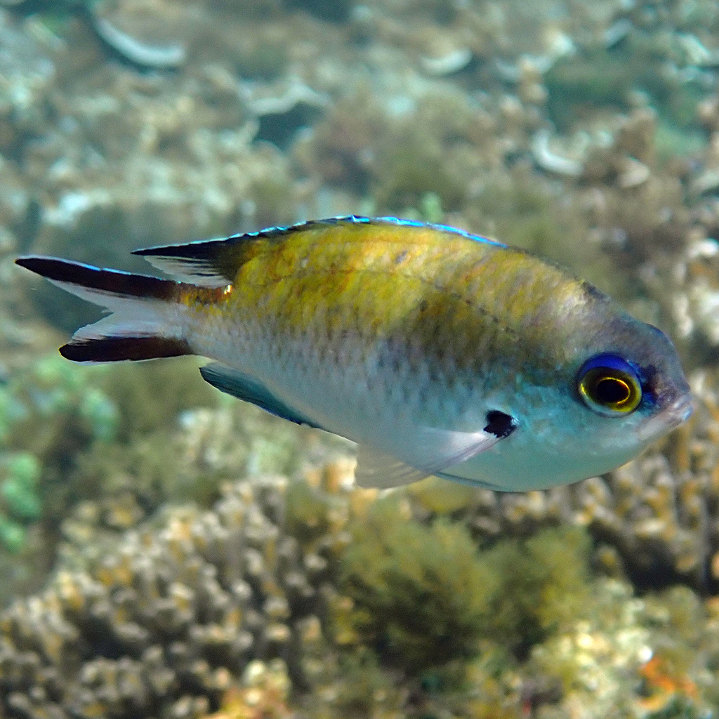 Norfolk Chromis (Chromis norfolkensis) - Marine Life Identification