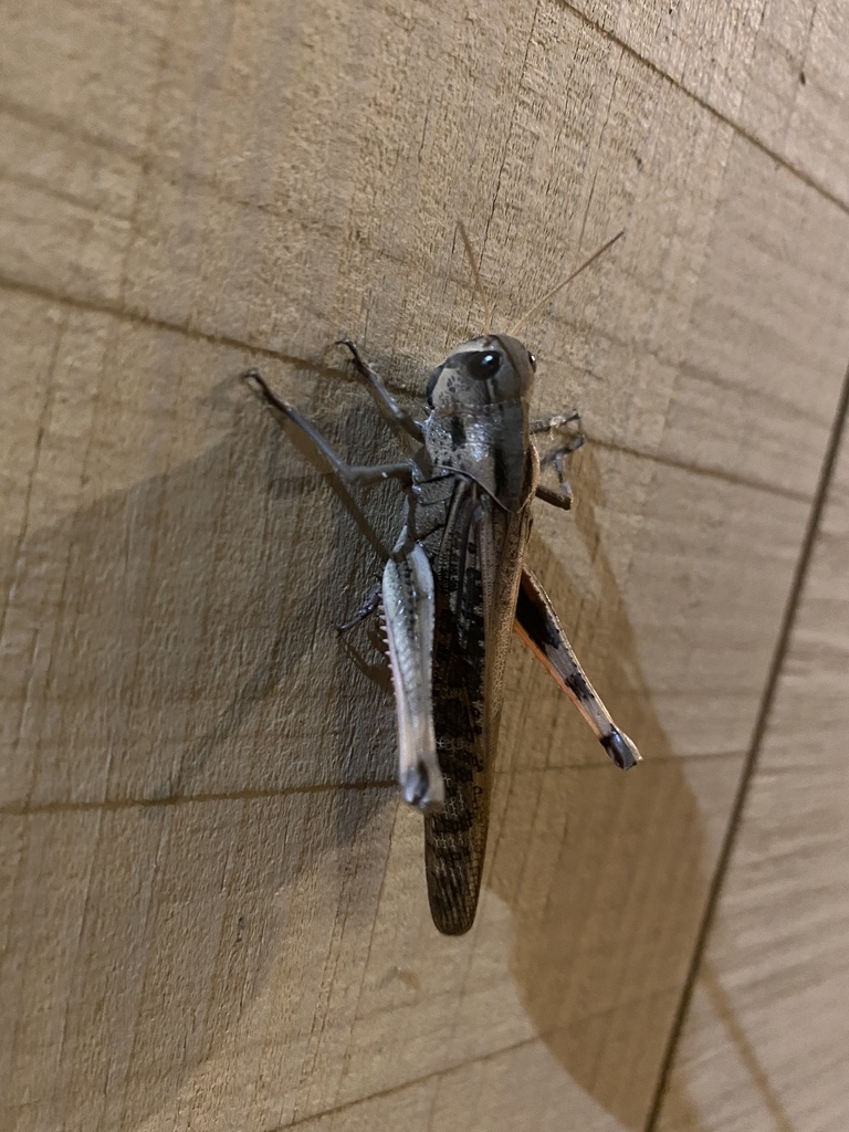 Migratory Locust from Hacche Road, Outer Kaiti, Gisborne, NZ on April ...