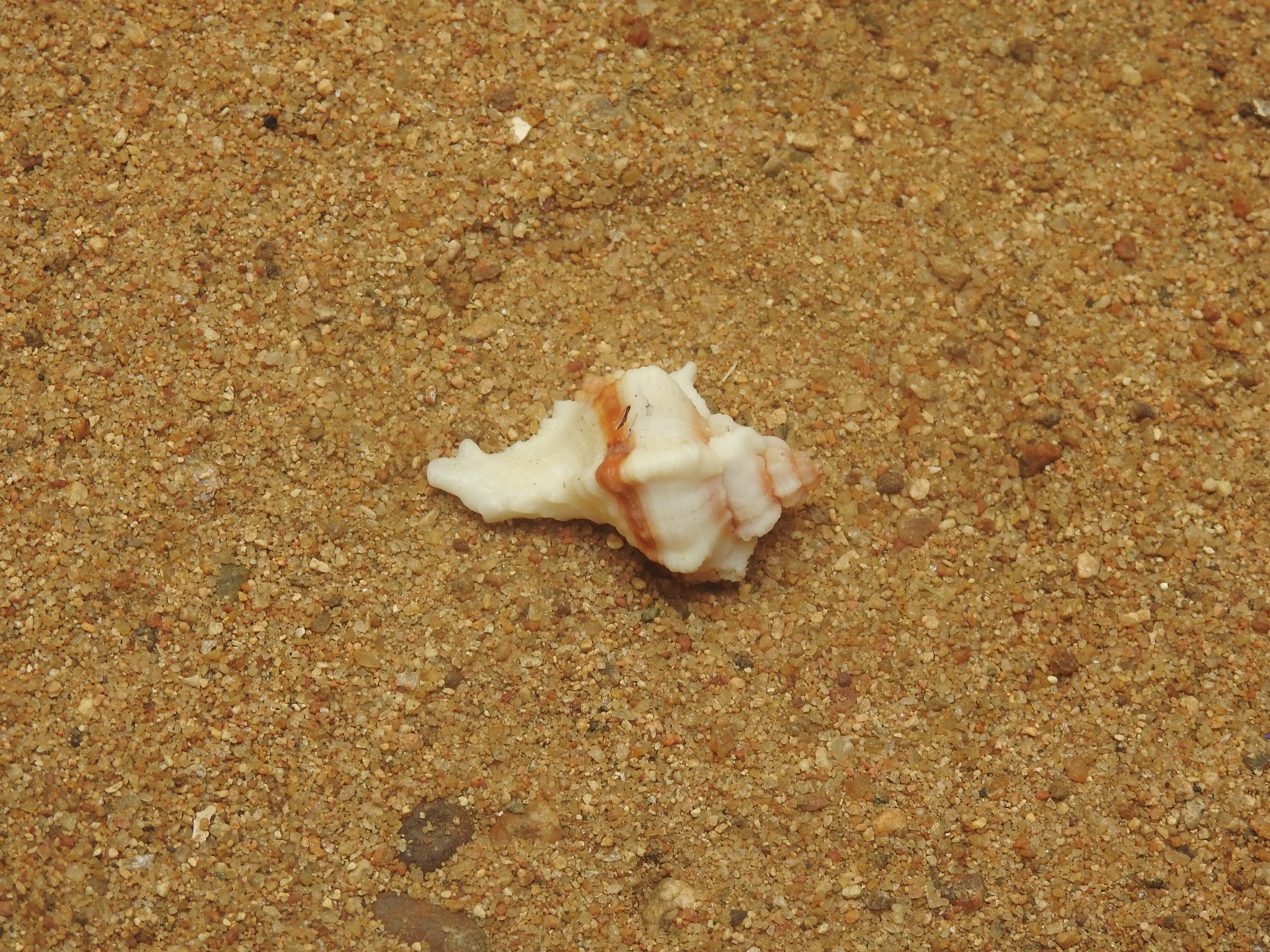 Chicoreus virgineus (Röding, 1798)