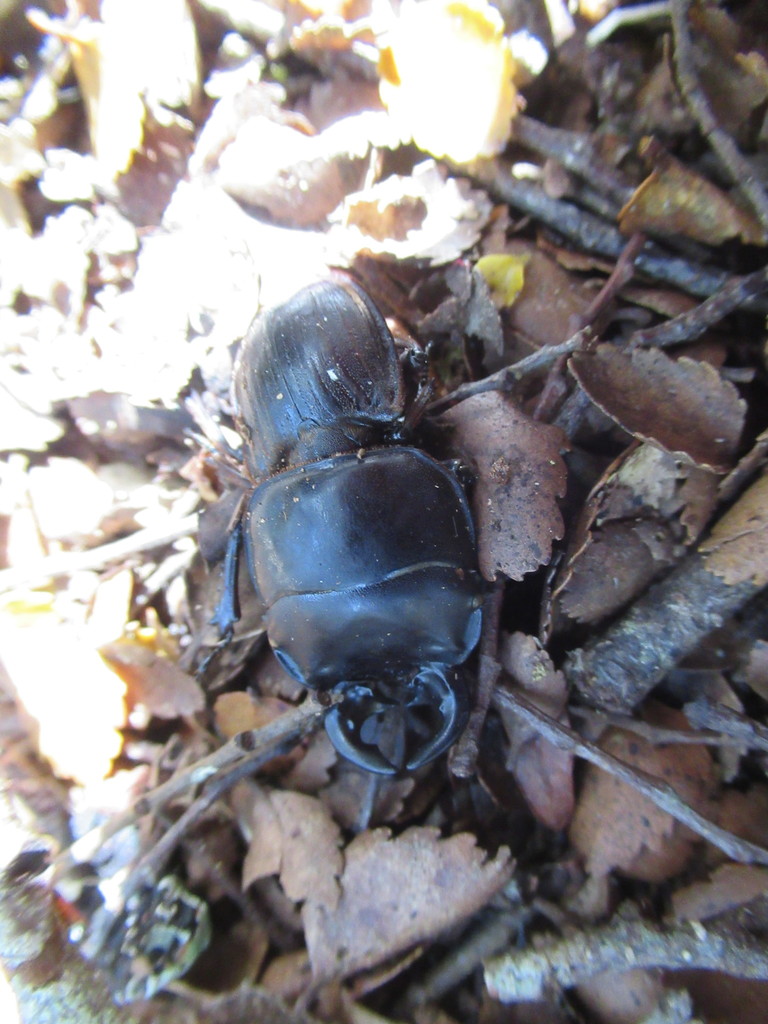 Helms's Stag Beetle from Pourakino Valley 9883, New Zealand on April 5 ...