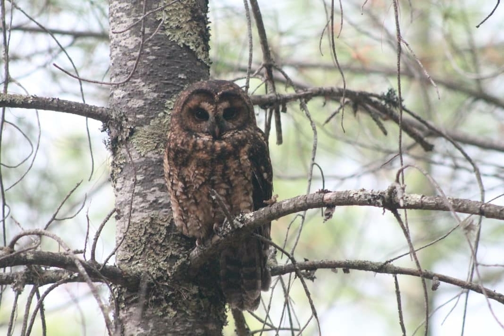 Himalayan Owl from Thimphu, Bhutan on March 29, 2021 by Thukten Thinley ...