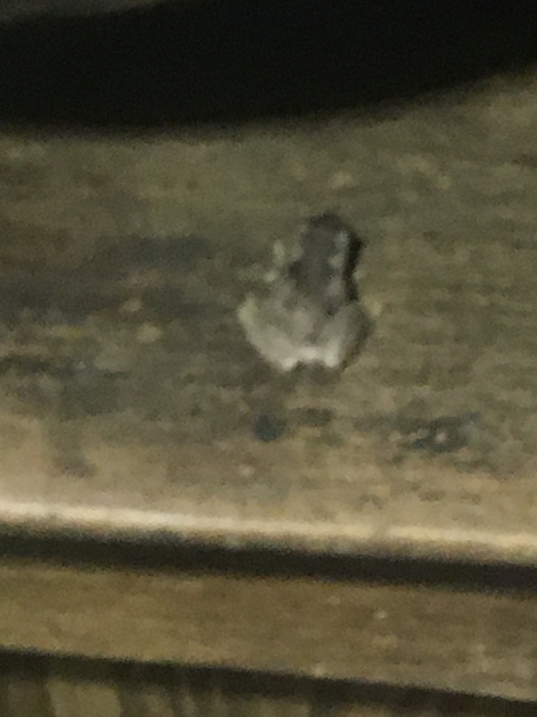 screaming tree frog from Mount Hay Road, Leura, NSW, AU on April 05 ...