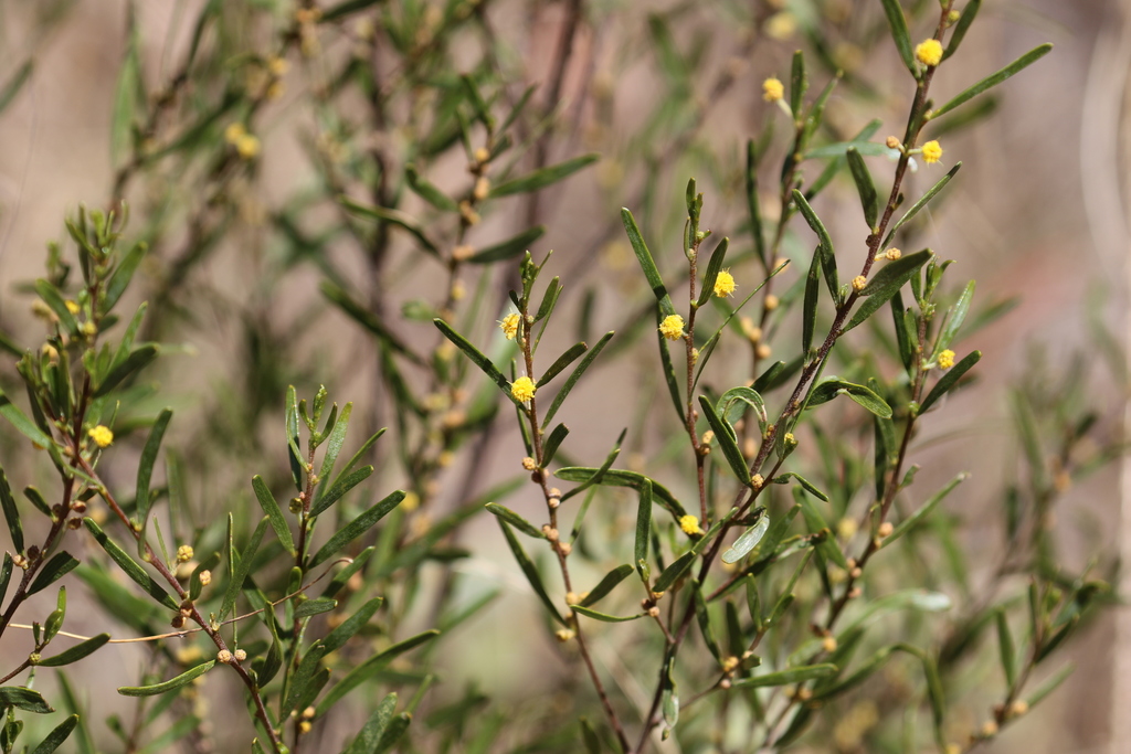 Whipstick Cinnamon Wattle from Glen Davis NSW 2846, Australia on ...