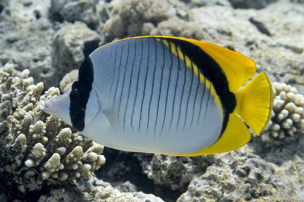 Lined Butterflyfish (Chaetodon lineolatus) - Marine Life Identification