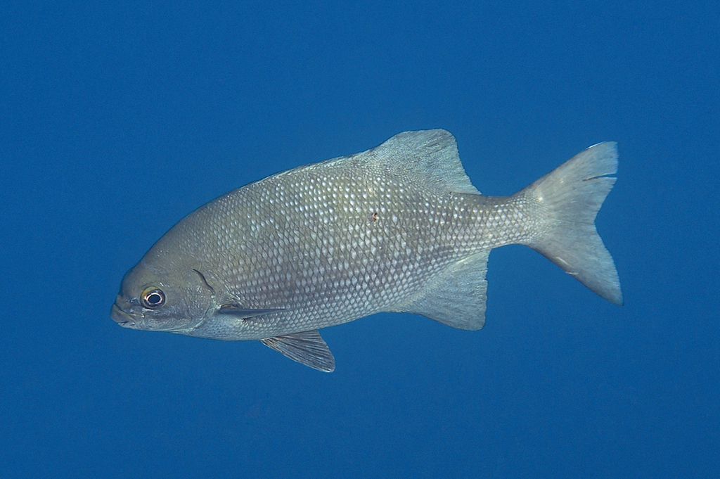 Highfin Chub (Reef Fish of the Hawaiian Islands) · iNaturalist