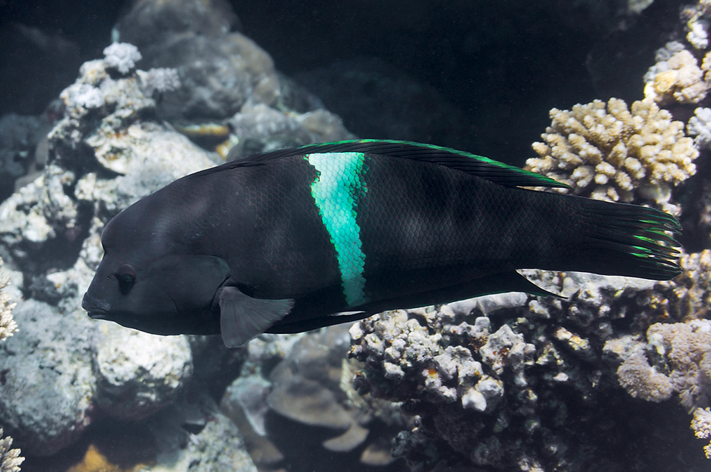 Clown Coris (Fish of Coogee Beach) · iNaturalist