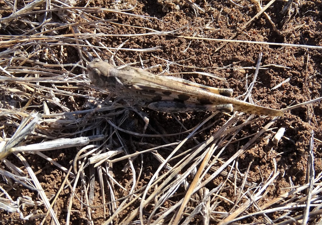 Australian Plague Locust from Adelaide SA, Australia on March 28, 2021 ...