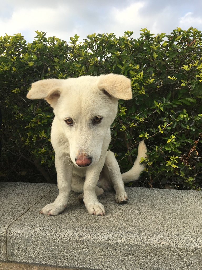 Domestic Dog from Xiang'an District, Xiamen, Fujian, China on November ...