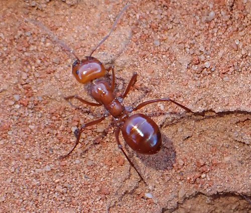 Aeneovirens-group Furnace Ants (Complex Melophorus aeneovirens ...