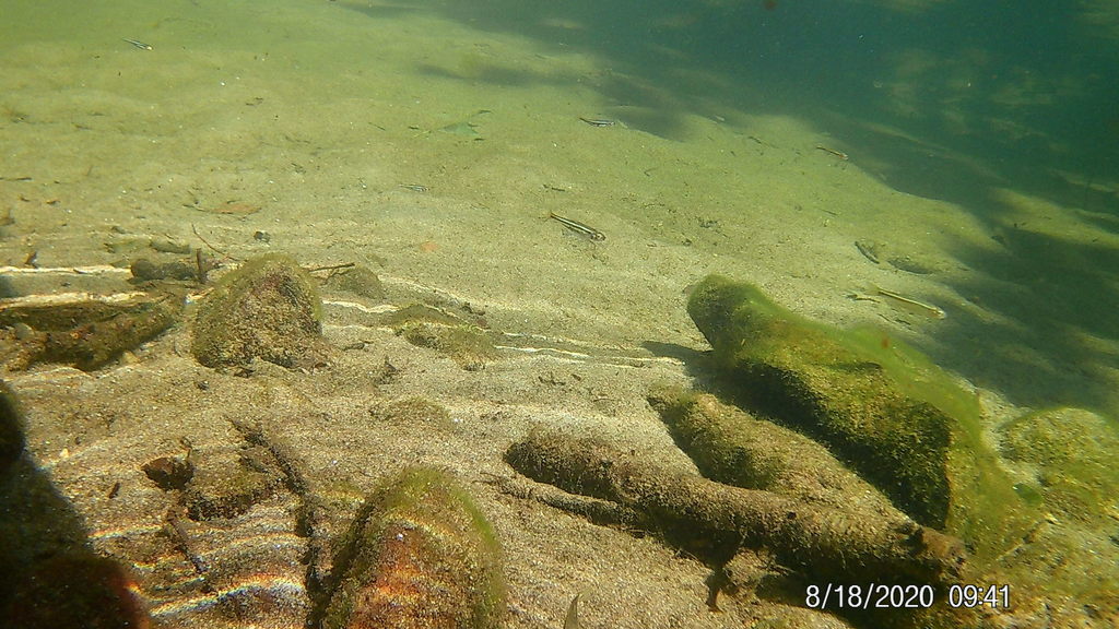 Bridle Shiner in August 2020 by robdaquail. photo 2 fish closest to cam ...