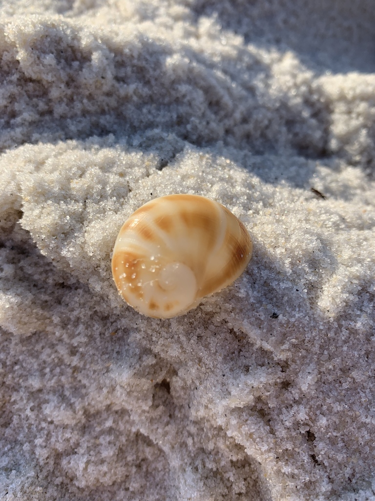 Brown Baby Ear (North carolina marine molluscs) · iNaturalist