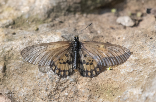 Acraea boopis · iNaturalist
