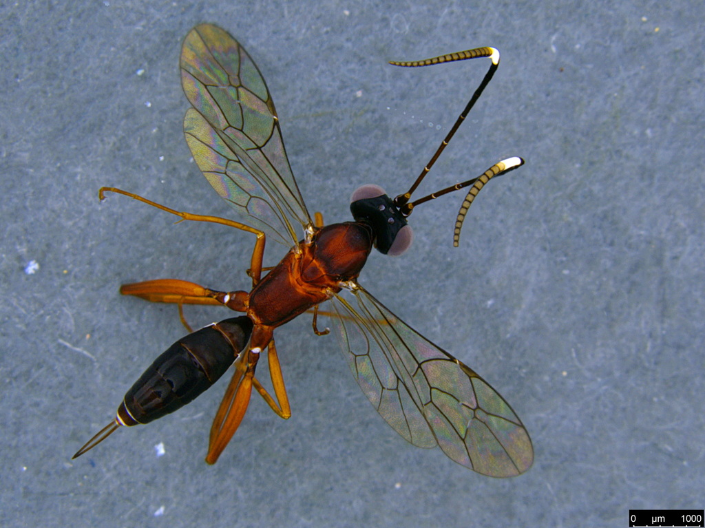 Ateleute from Aranda, ACT, Australia on April 2, 2021 at 01:00 PM by ...