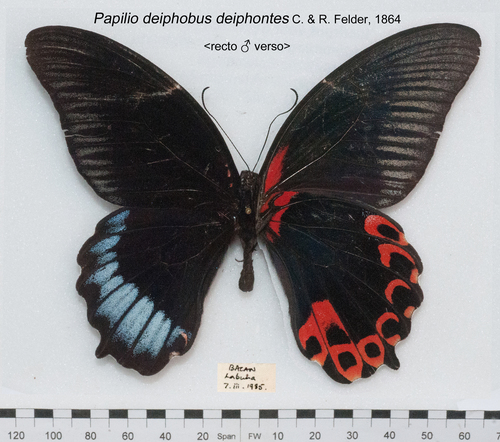 Subspecies Papilio deiphobus deiphontes · iNaturalist