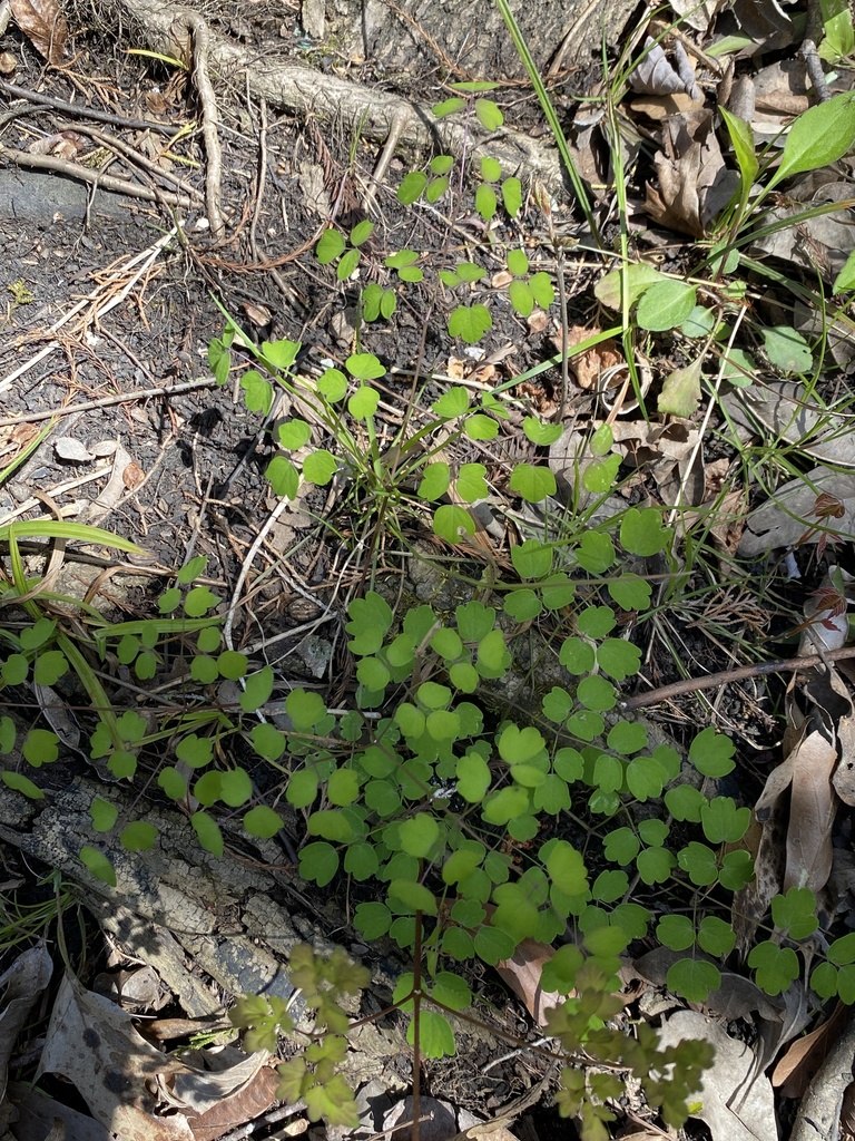 Littleleaf Meadow-rue in April 2021 by Alan Weakley · iNaturalist