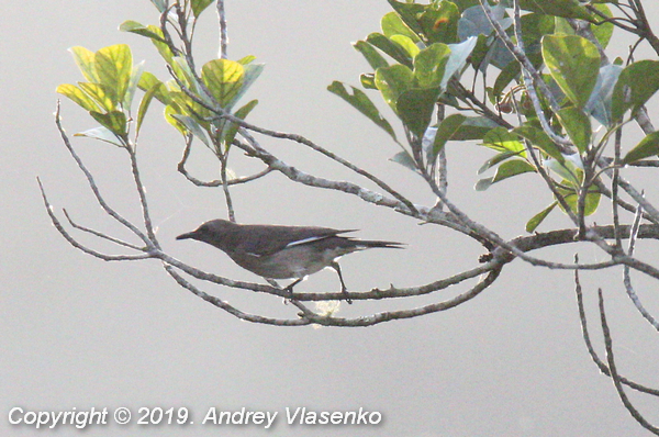 Hartlaubius auratus (Statius Muller, 1776)
