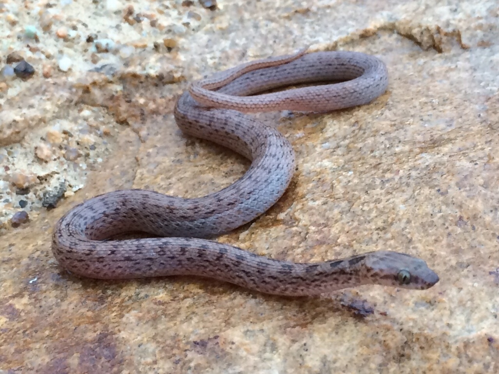 Spotted House Snake (Biogaps (s Afr) Pentad 3155_2125: Species List ...