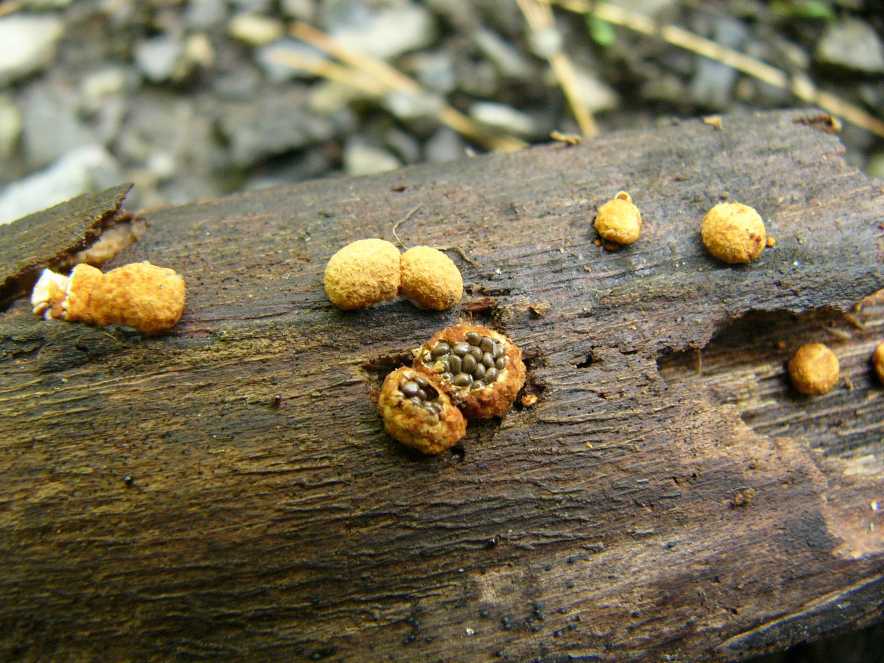 Nidularia pulvinata (Schwein.) Fr.