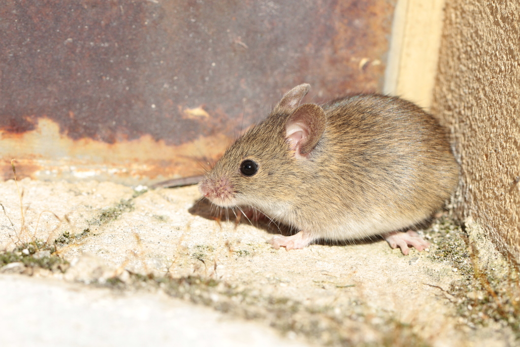 Algerian Mouse from 26230 Chantemerle-lès-Grignan, France on March 28 ...