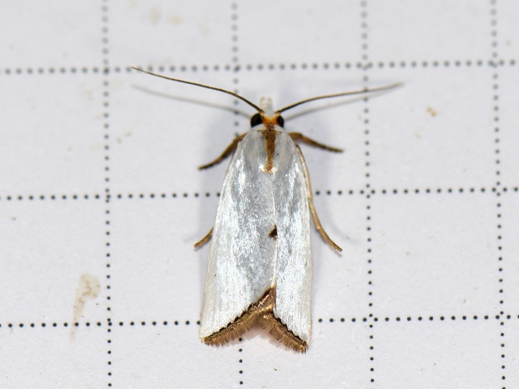 Snowy Urola Moth from Williamson County, TX, USA on April 05, 2021 at ...