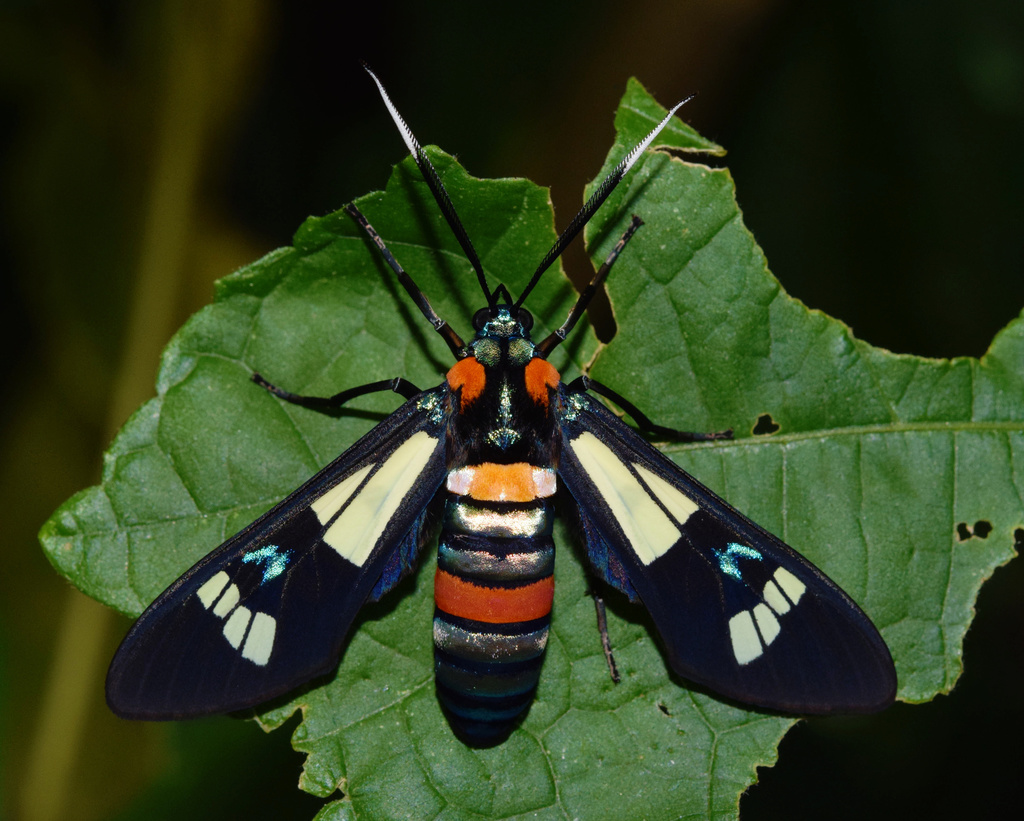 Splendorous Hornet Handmaiden Moth from Kenneth Steinbank Nature ...