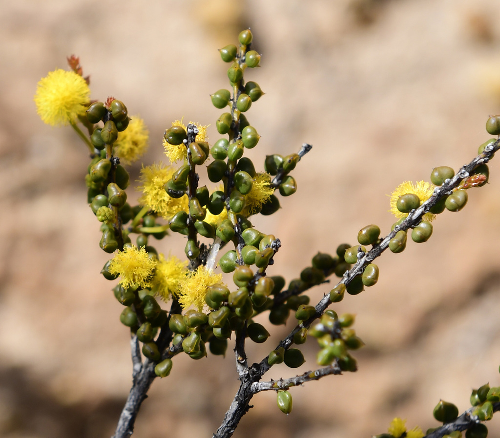 (Acacia tetraptera) - Botanical Realm