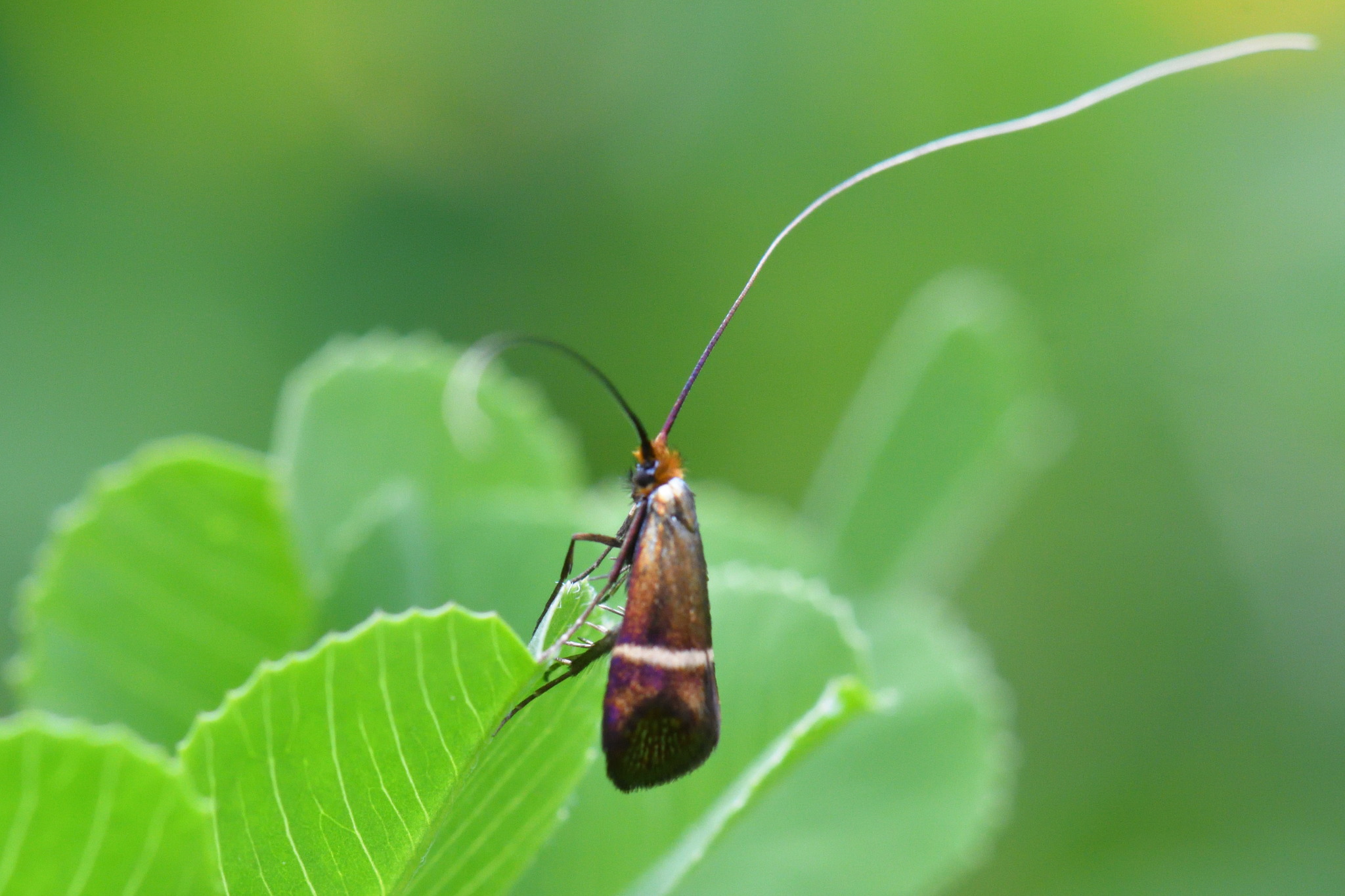 Who's that shiny bug? : r/Entomology