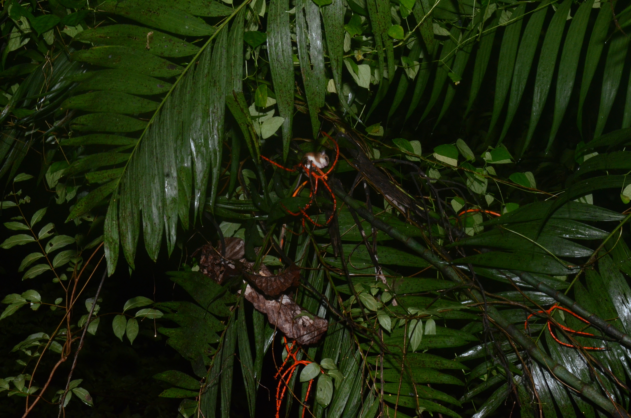 Nyctomys sumichrasti (Saussure, 1860)