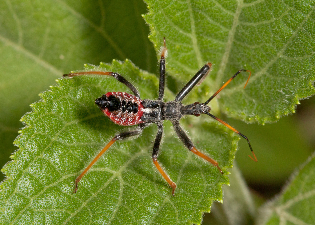 Wheel Bugs from San José Province, Rivas, Costa Rica on March 10, 2013 ...