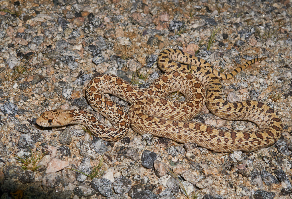 Sonoran Gopher Snake (Pituophis catenifer affinis) - Snakes and Lizards