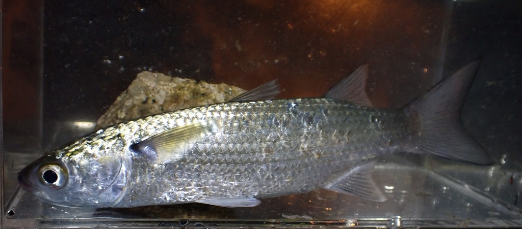 Bluespot Mullet (Moolgarda seheli) - Marine Life Identification